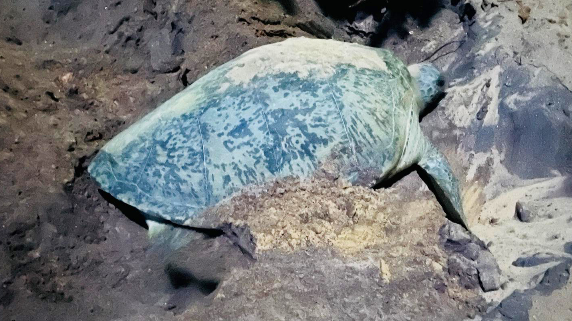 Turtle Point Bathigama