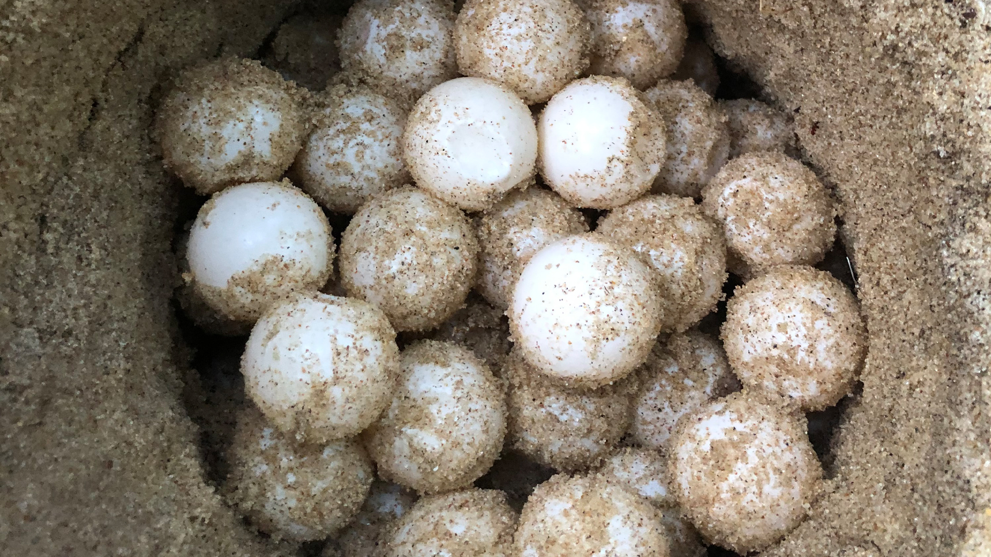 Turtle Point Bathigama