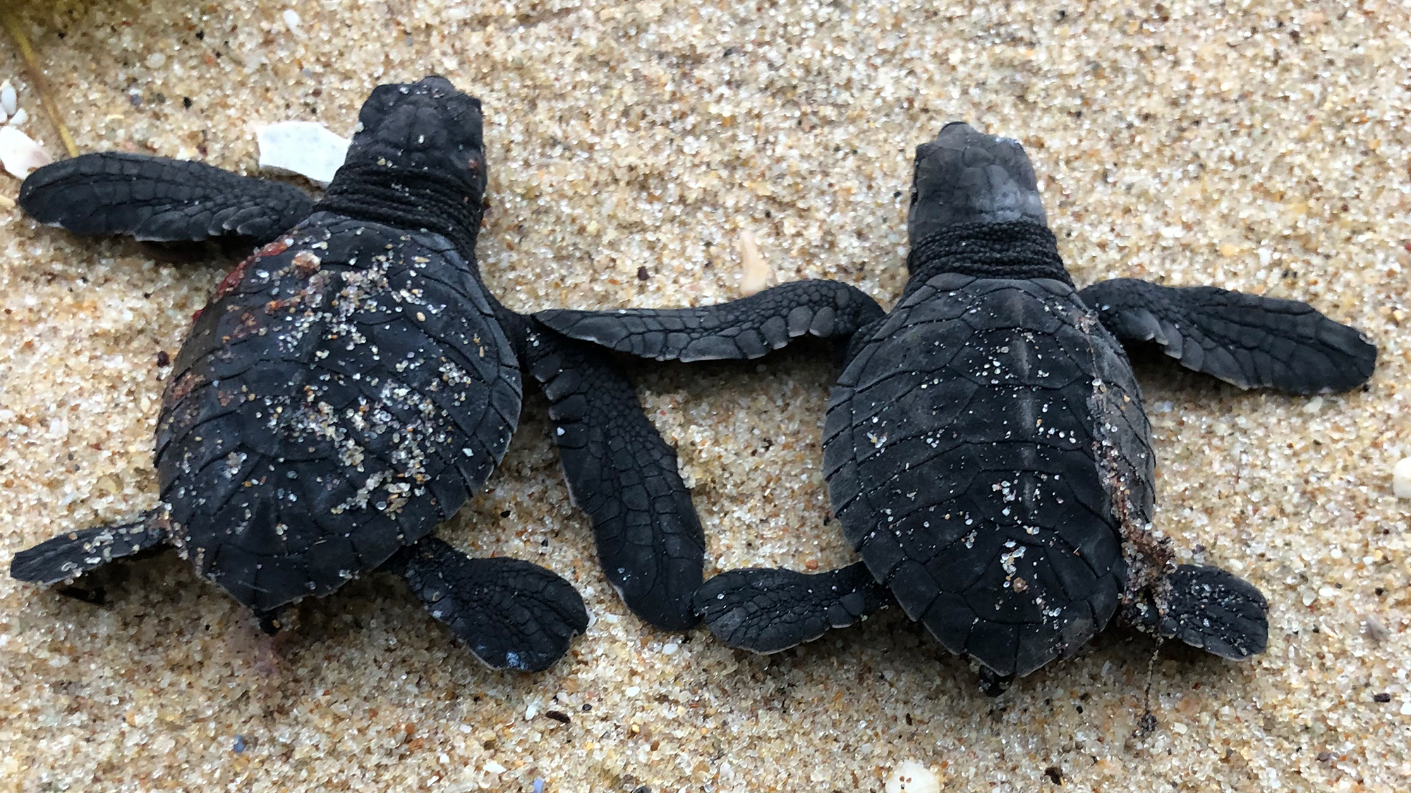 Turtle Point Bathigama