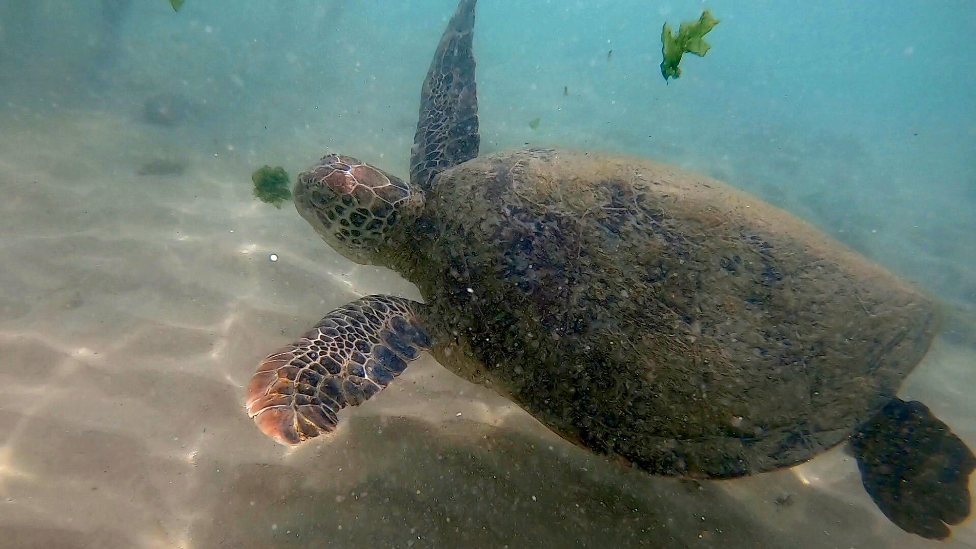 Turtle Point Bathigama